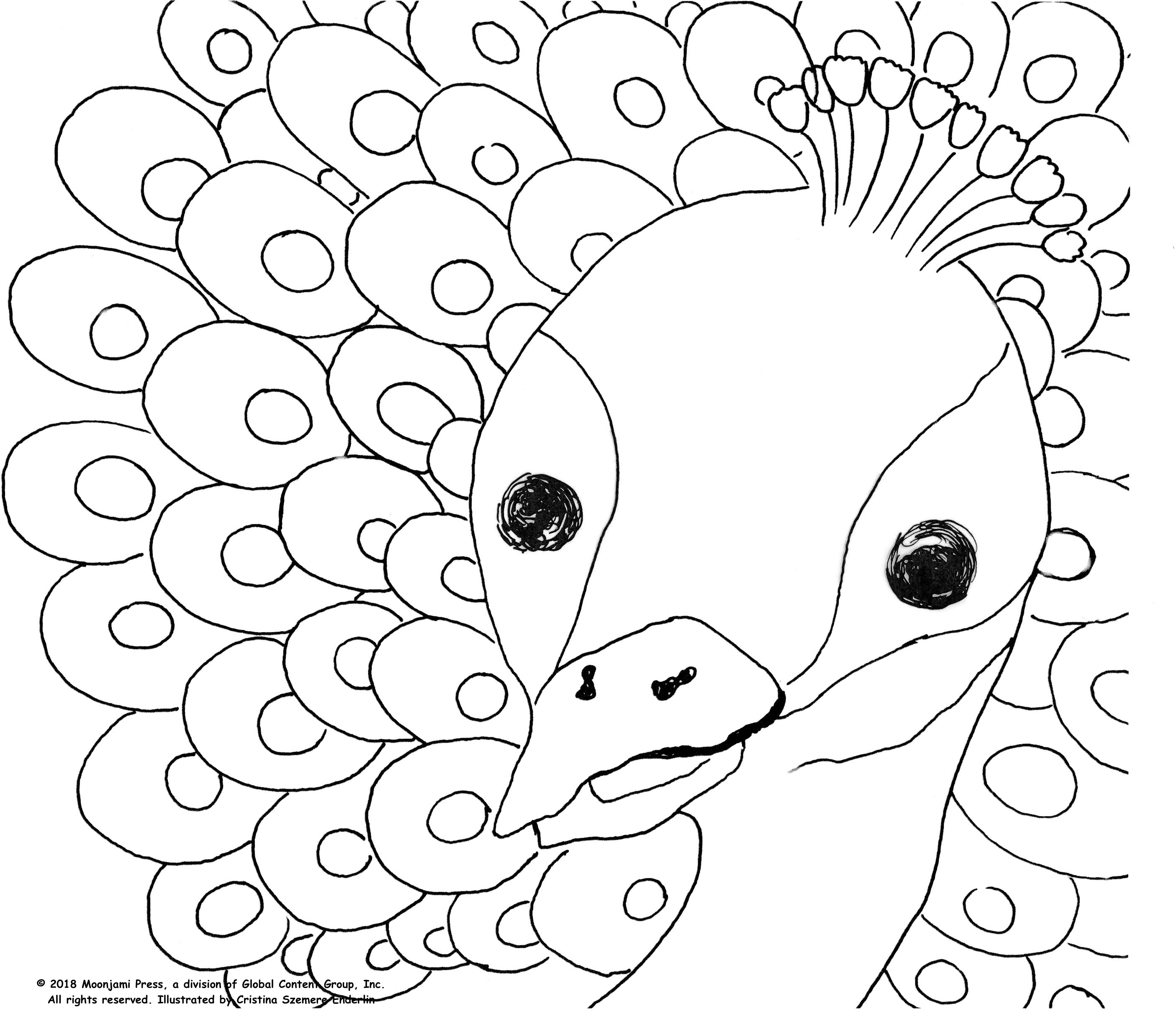 easy peacock coloring pages